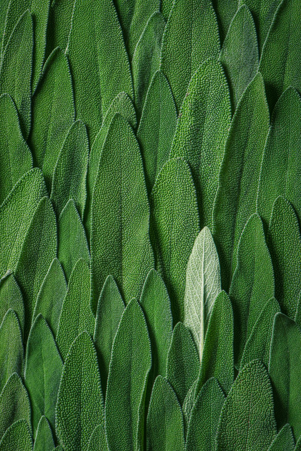 Photo Studio Seven | Advertorial and Editorial Food Photography and Styling